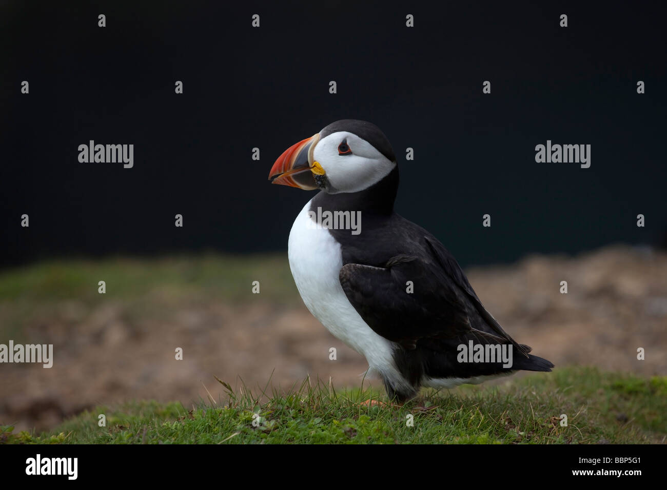 The side view of a single Atlantic Puffin on the the grass at the edge ...