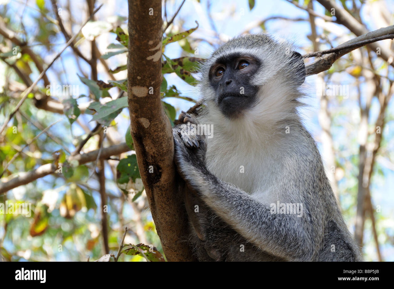 Velvet monkey hi-res stock photography and images - Alamy