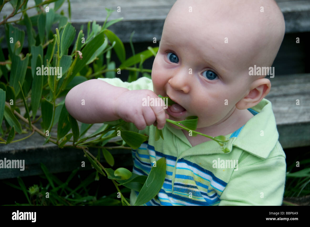 A young boy eating a leaf Stock Photo - Alamy