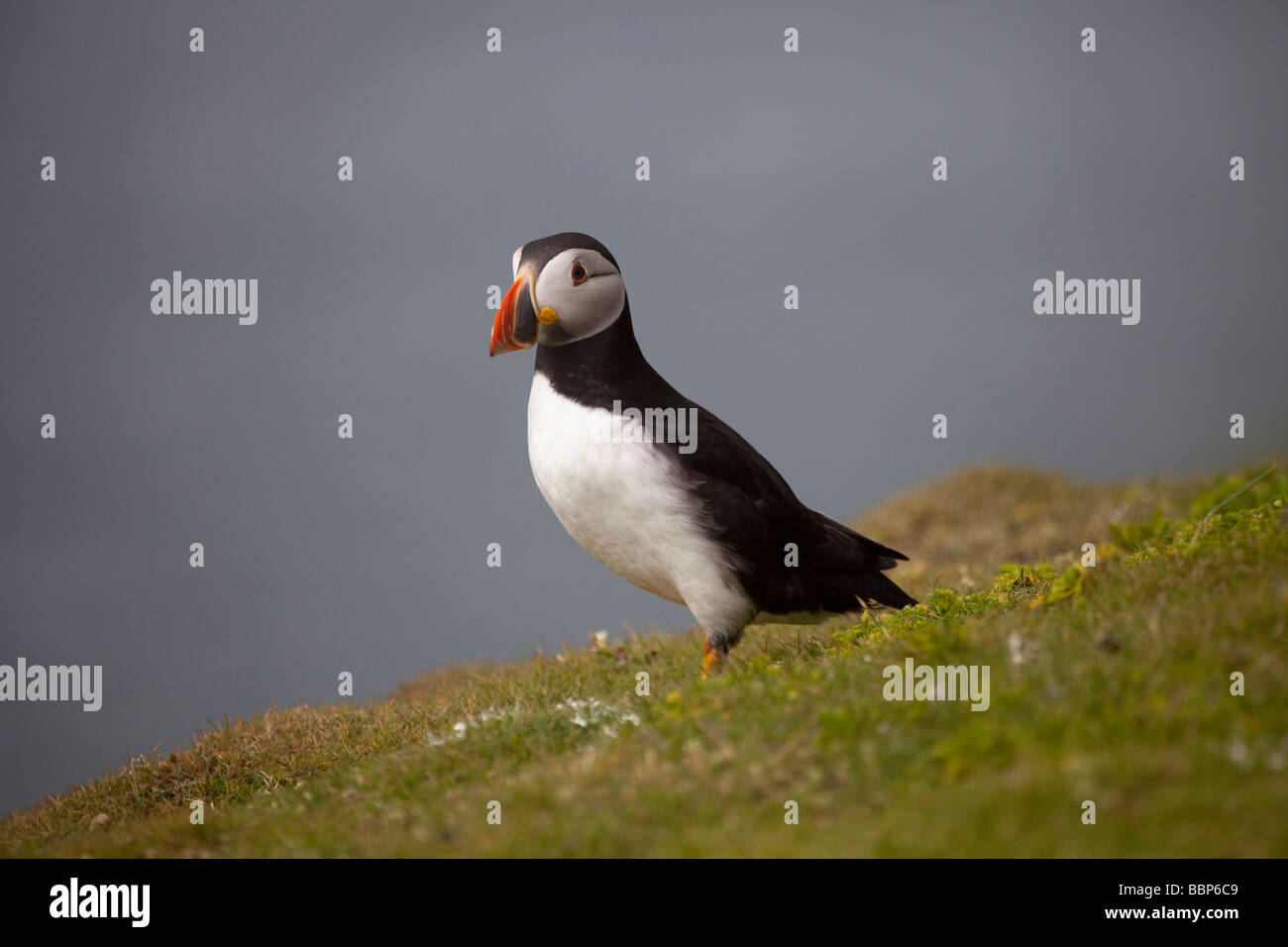 The side view of a single Atlantic Puffin on the the grass at the edge ...