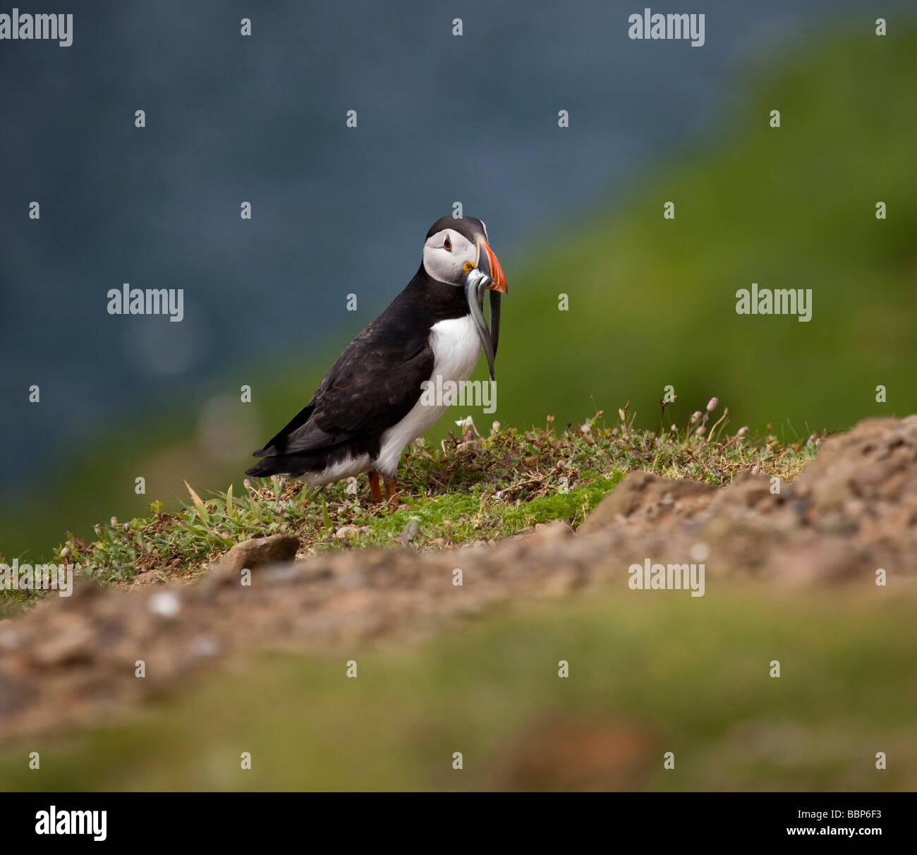 The side view of a single Atlantic Puffin on the the grass at the edge ...