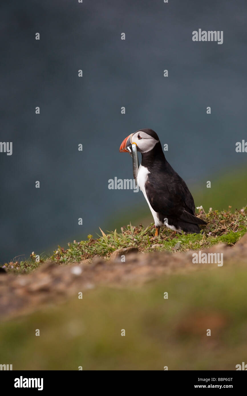 The side view of a single Atlantic Puffin on the the grass at the edge ...