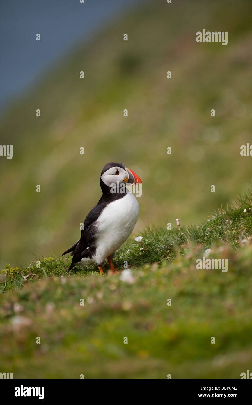 The side view of a single Atlantic Puffin on the the grass at the edge ...