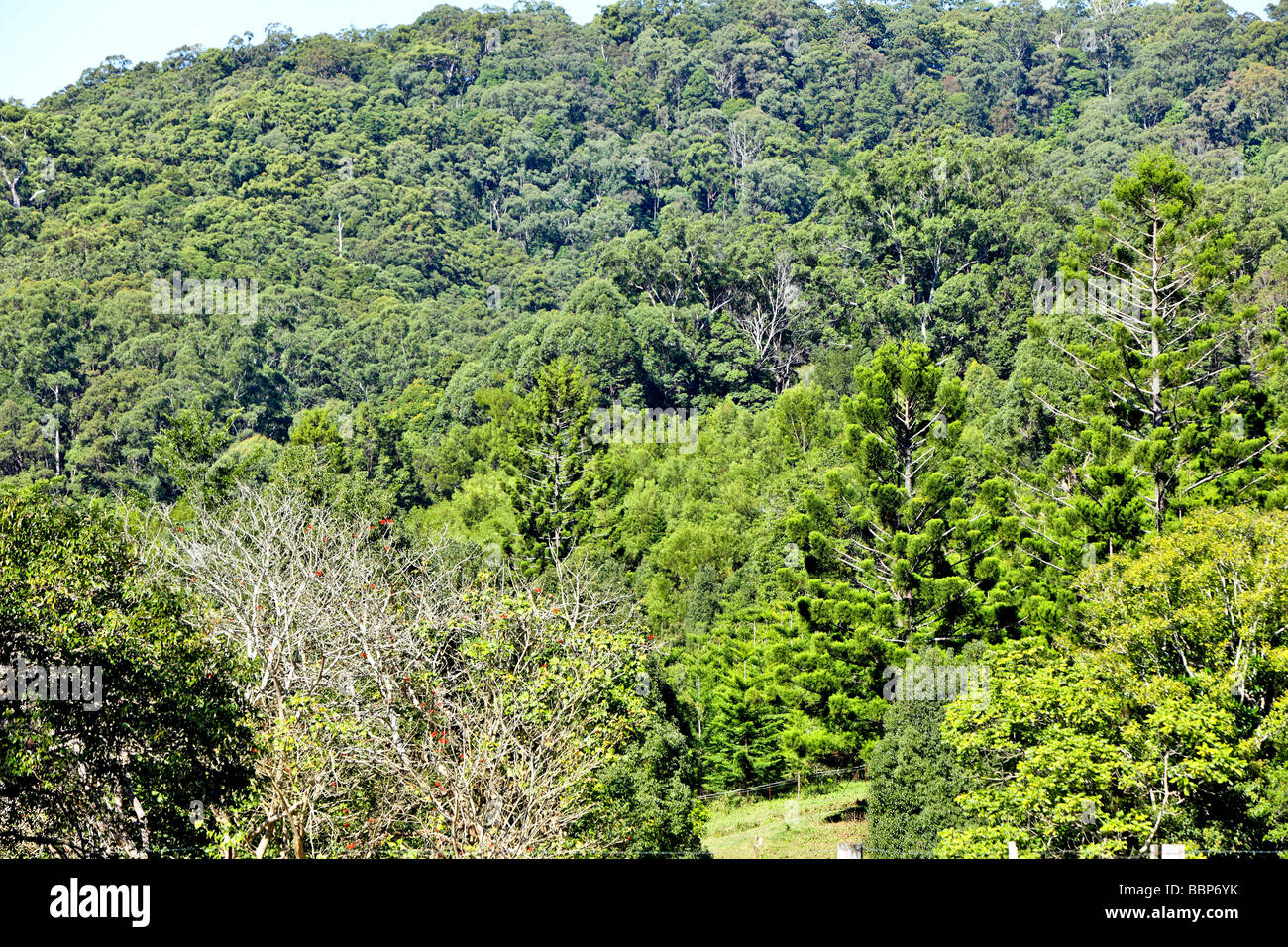 Australian Bushland High Resolution Stock Photography and Images - Alamy