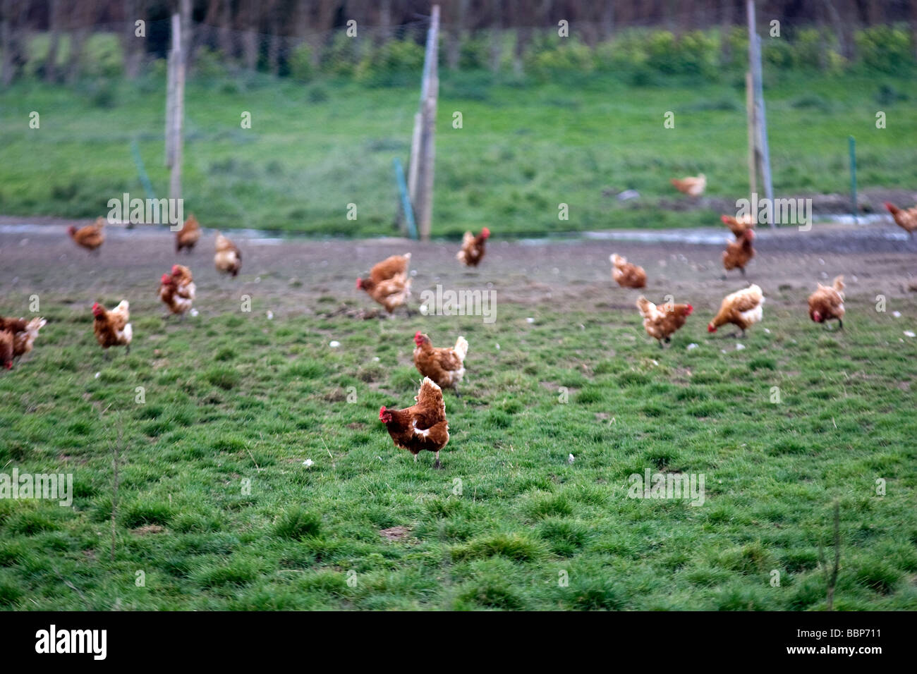 Free-range chickens on a farm Stock Photo - Alamy