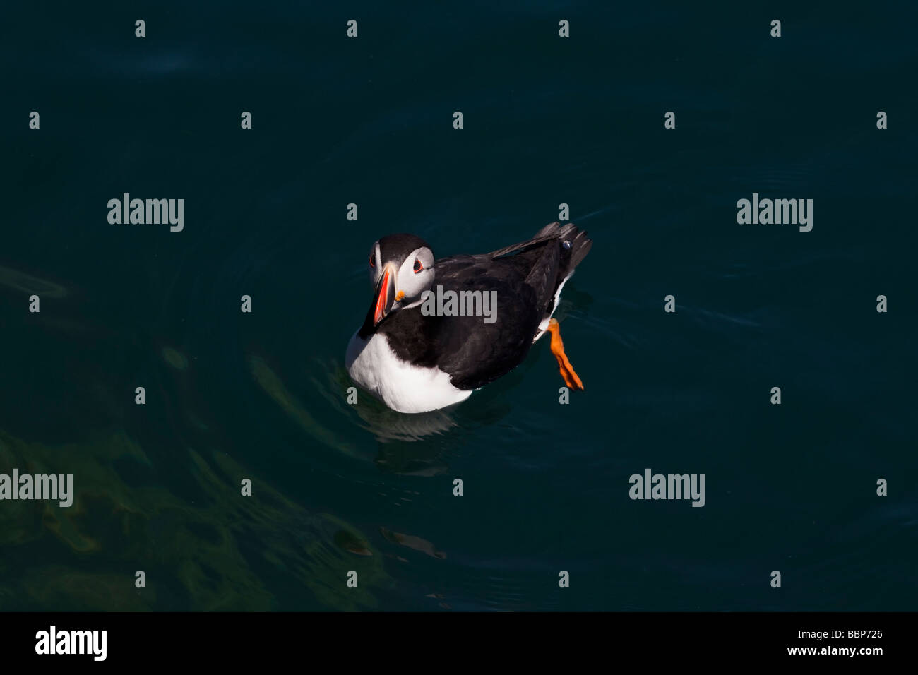 A small puffin in the sea with one of its legs visible Stock Photo - Alamy