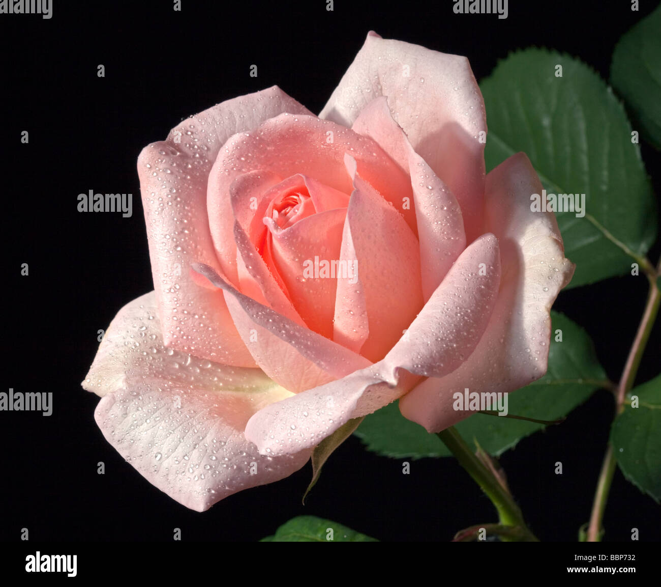 Hybrid tea rose hi-res stock photography and images - Alamy