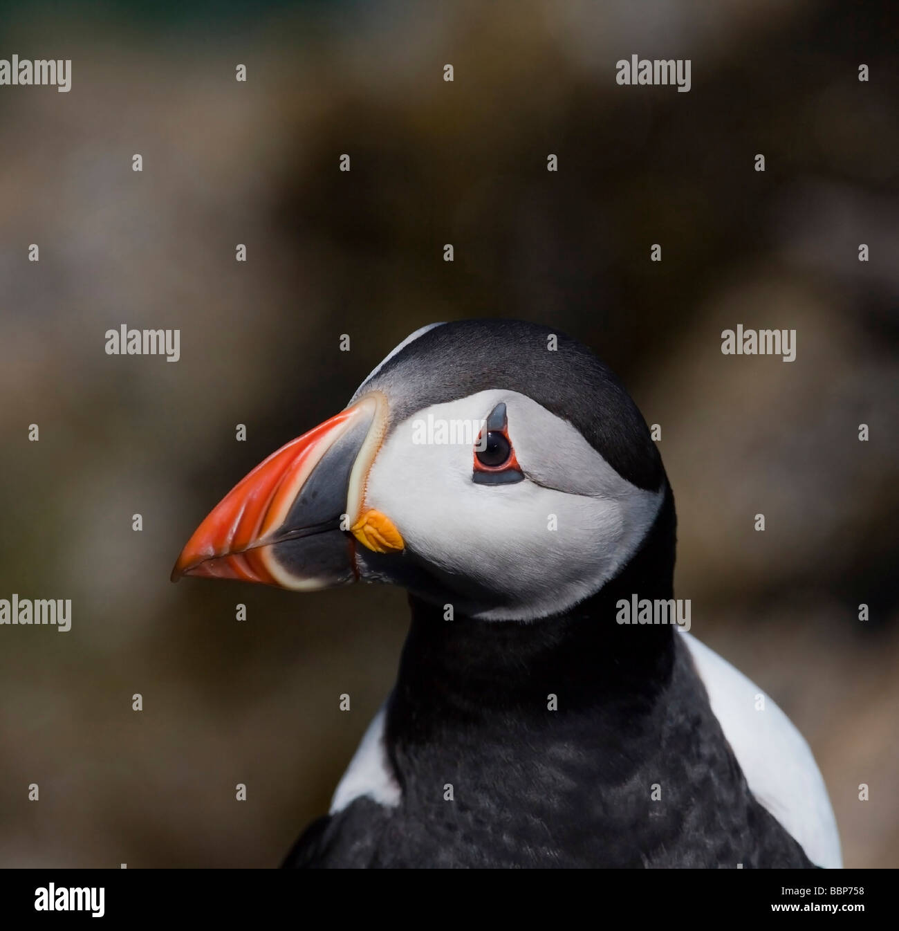 Sad puffin hi-res stock photography and images - Alamy
