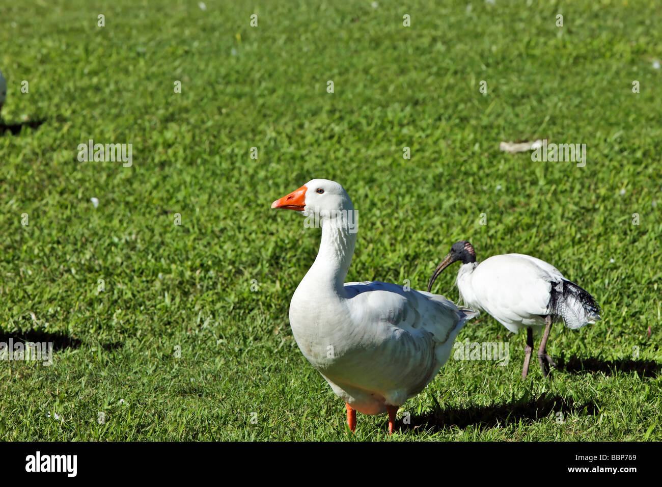 Embden Goose Stock Photos & Embden Goose Stock Images - Alamy
