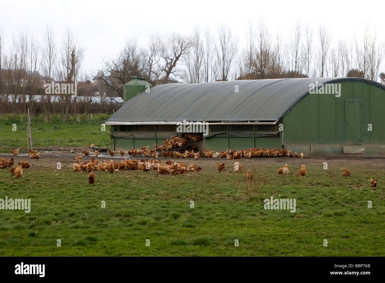 Free-range chickens on a farm Stock Photo - Alamy