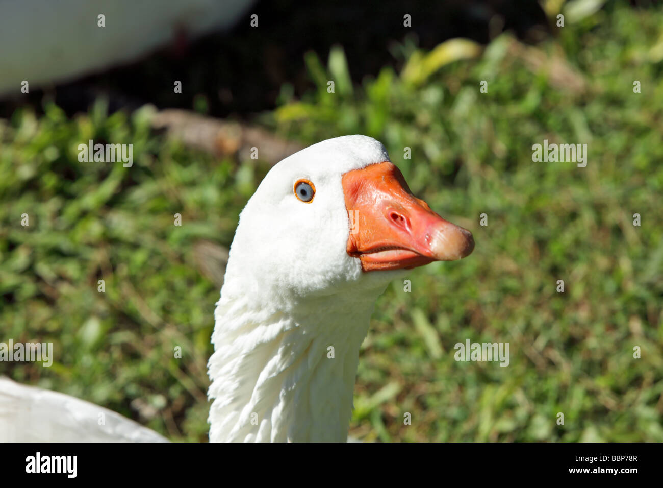 Wild Embden goose Stock Photo - Alamy