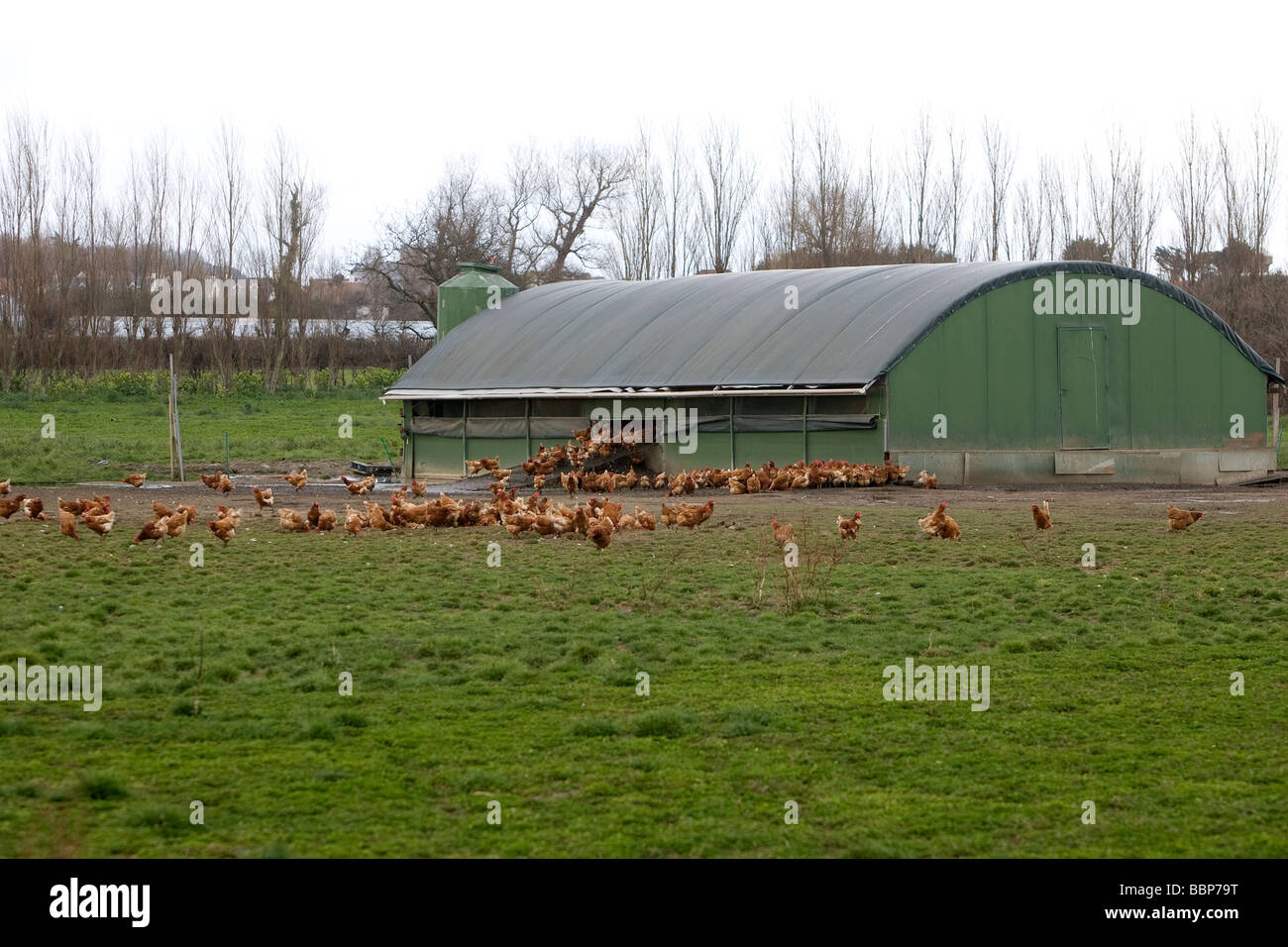 Free-range chickens on a farm Stock Photo - Alamy