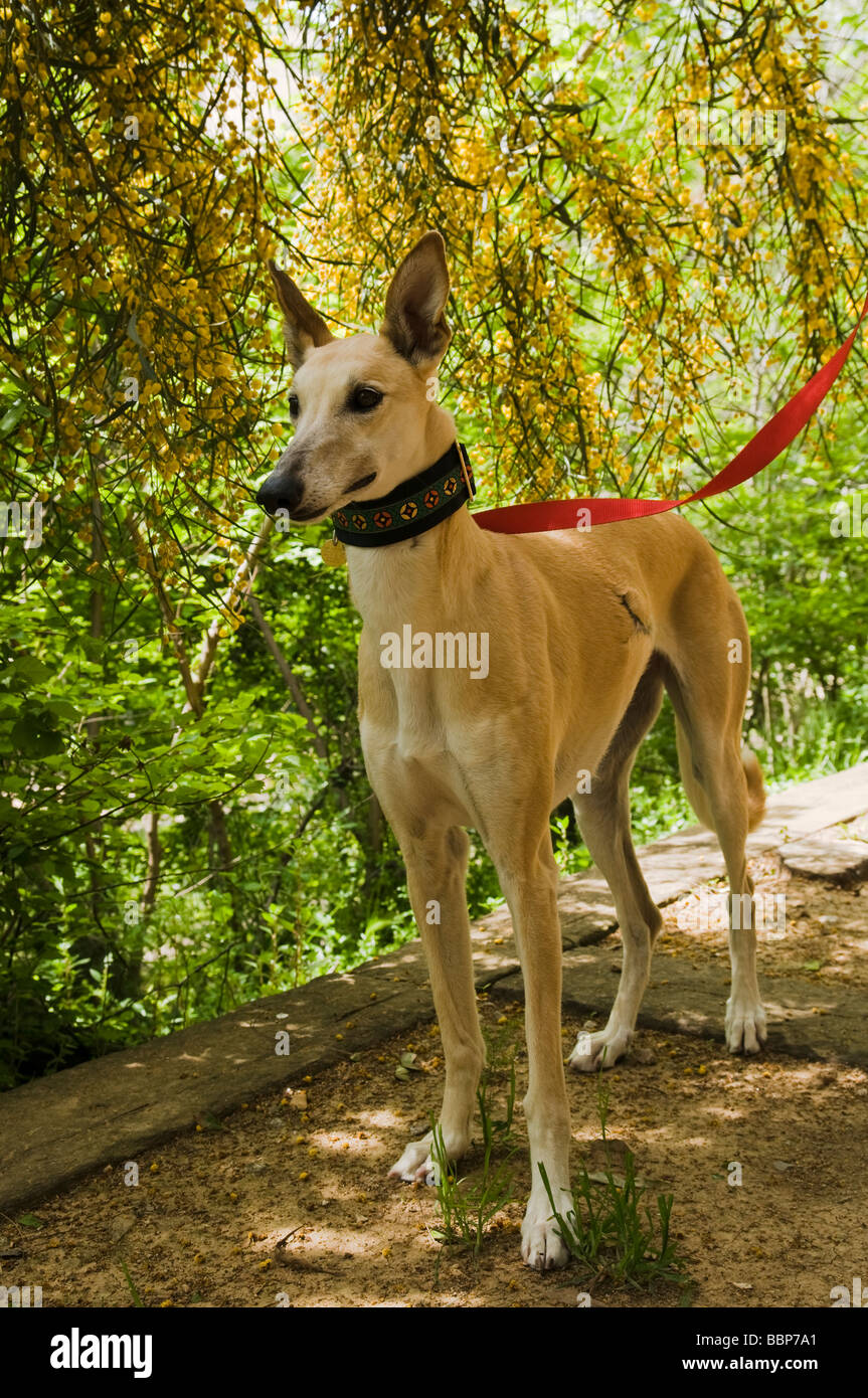 Galgo español hi-res stock photography and images - Alamy