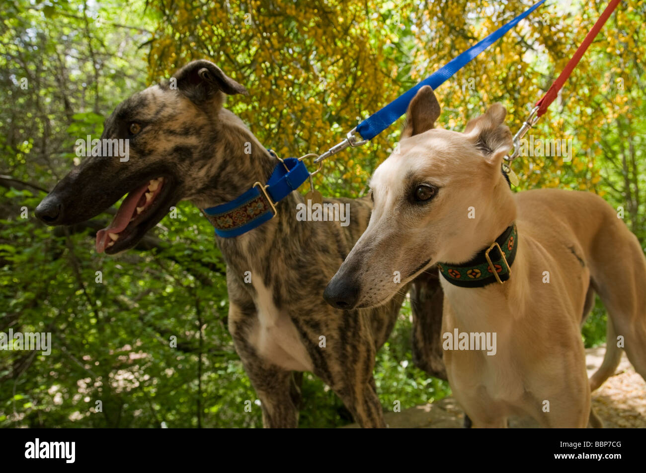 Galgo hi-res stock photography and images - Alamy