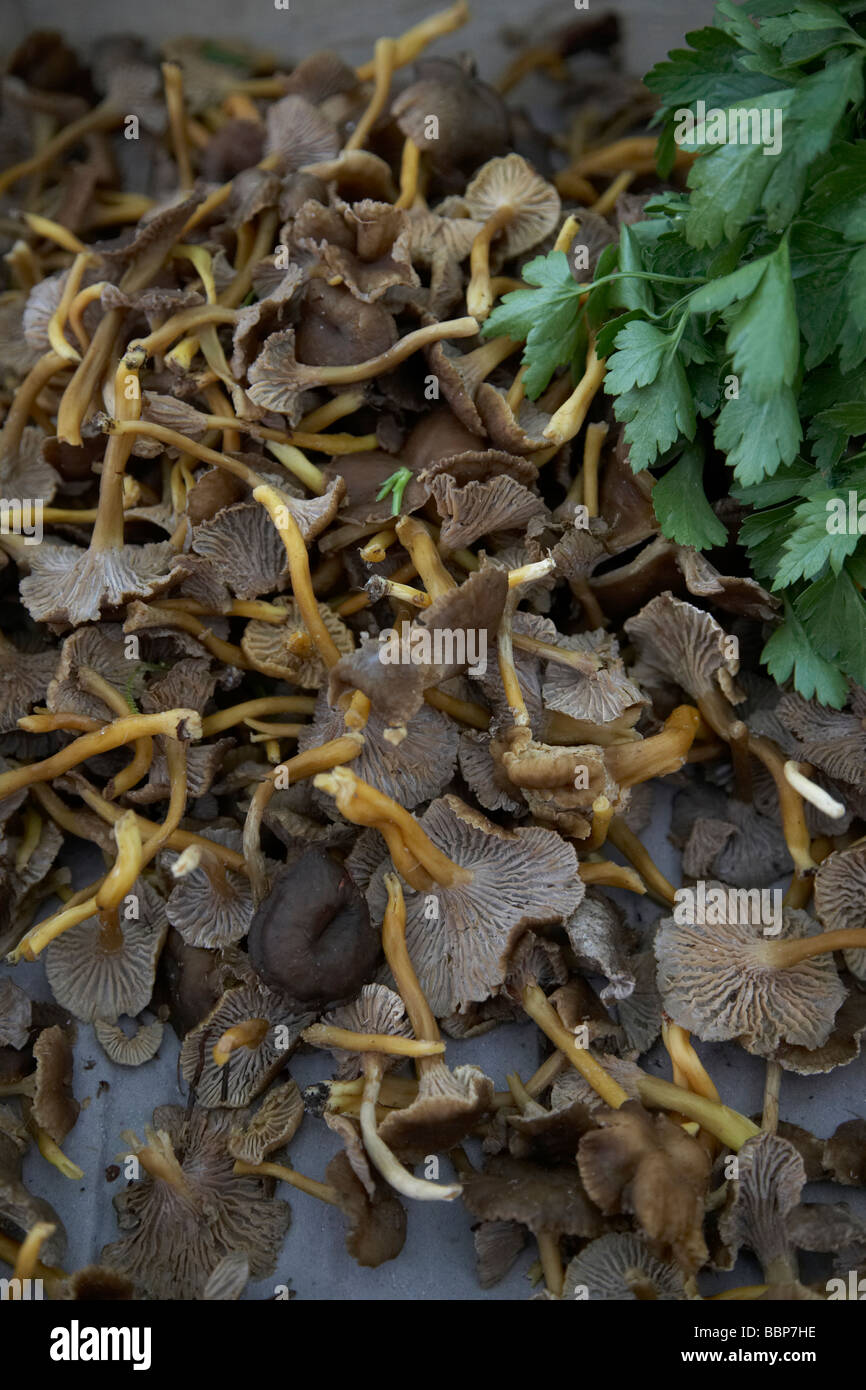Mushrooms on display Stock Photo - Alamy