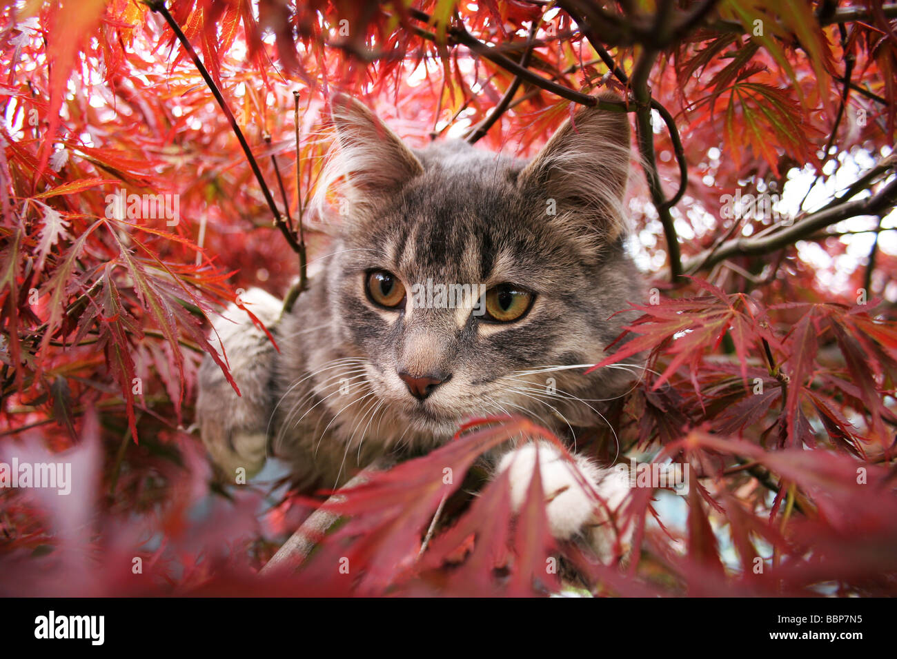 young cat peers out from a garden maple tree Stock Photo - Alamy