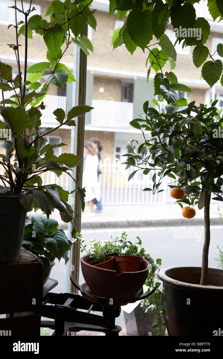 Plants in a window of a shop Stock Photo - Alamy