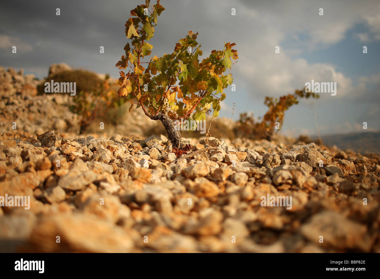 Bekaa vineyard hi-res stock photography and images - Alamy
