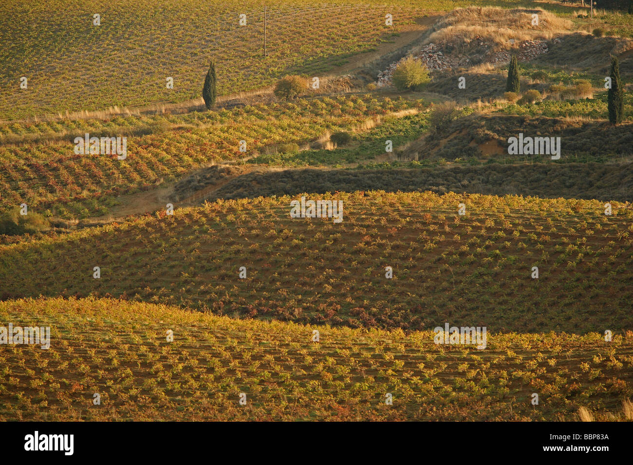 Bekaa vineyard hi-res stock photography and images - Alamy