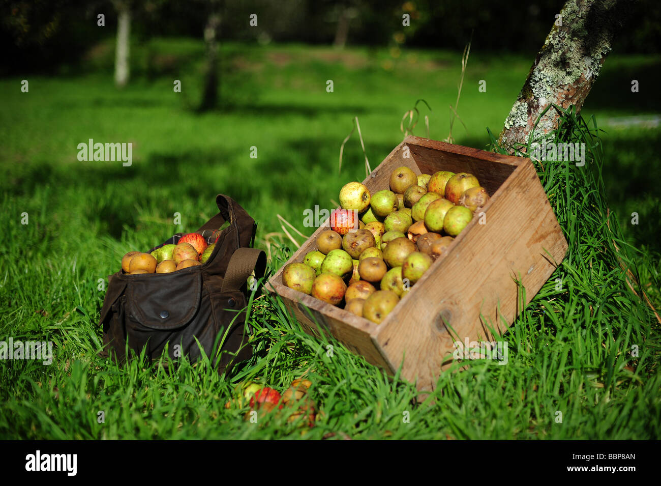 English apples orchard hi-res stock photography and images - Alamy