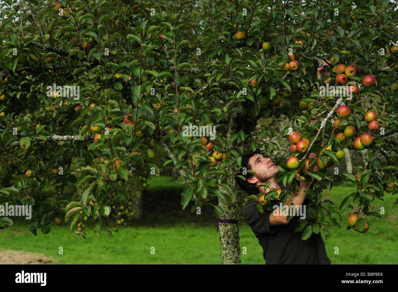 Apples being picked in a traditional English orchard Stock Photo - Alamy