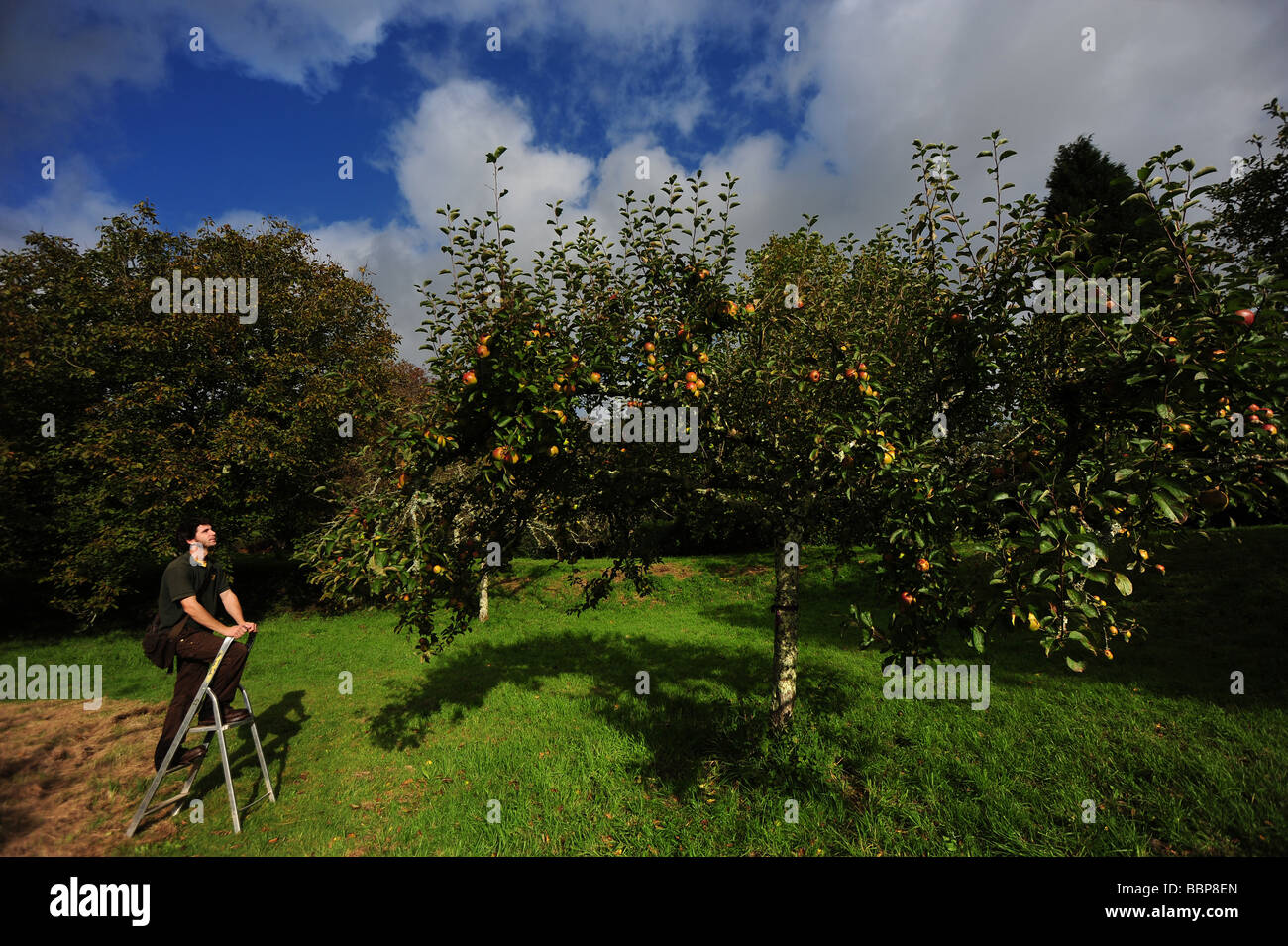 English apples orchard hi-res stock photography and images - Alamy