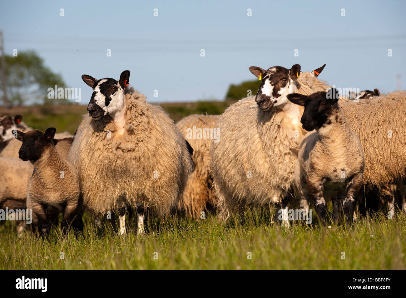 Suffolk cross sheep hi-res stock photography and images - Alamy