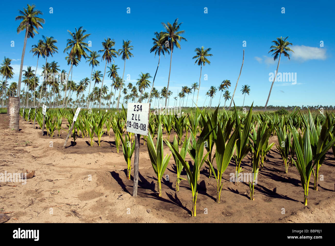 Coconut seedlings Cocos nucifera in a tree nursery Quelimane Mozambique ...