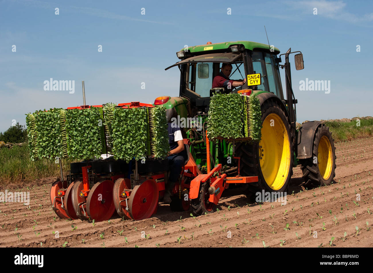 Eastern European workers planting Broccoli seedlings from a tractor ...