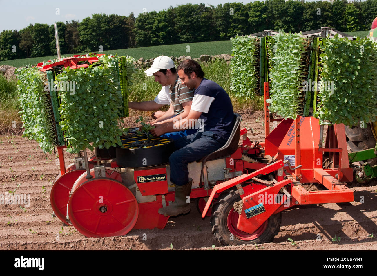 Eastern European workers planting Broccoli seedlings from a tractor ...