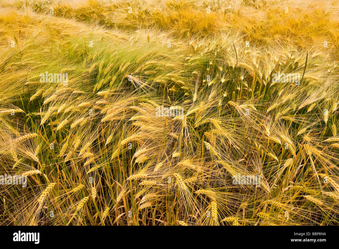 Ears of barley ripening hi-res stock photography and images - Alamy