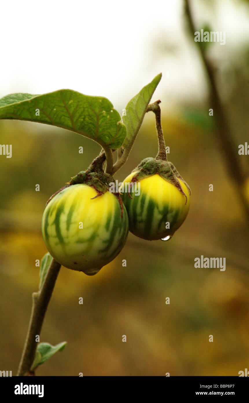 Africa Ethiopia The fruit of a Solanum plant Stock Photo - Alamy