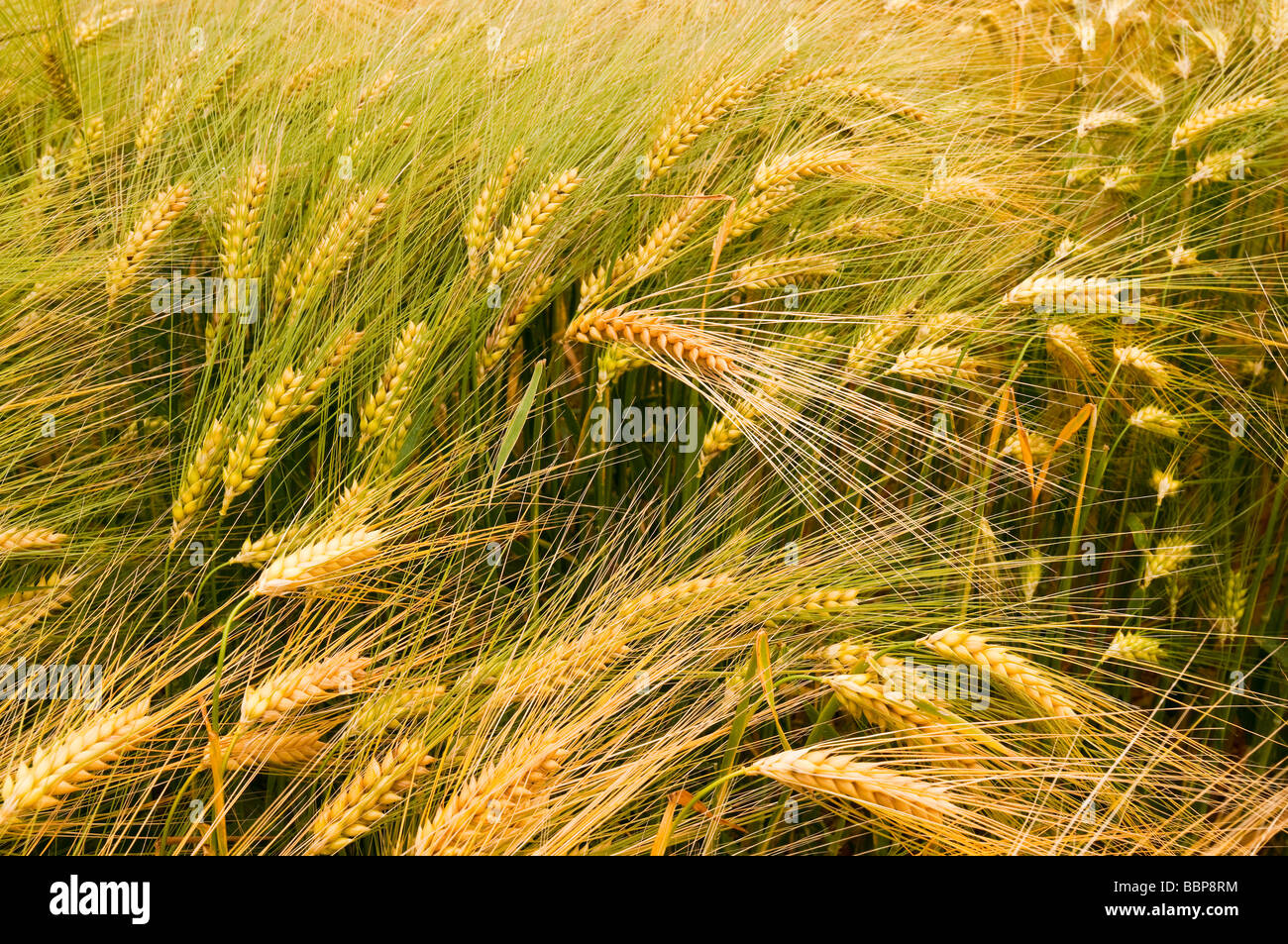Barley seed hi-res stock photography and images - Alamy
