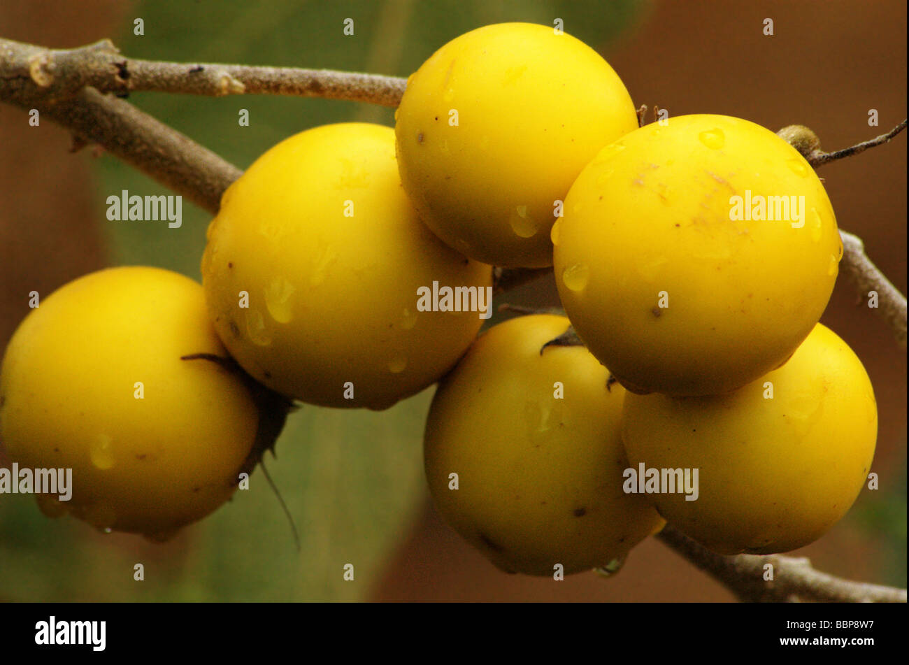 Africa Ethiopia The fruit of a Solanum plant Stock Photo - Alamy