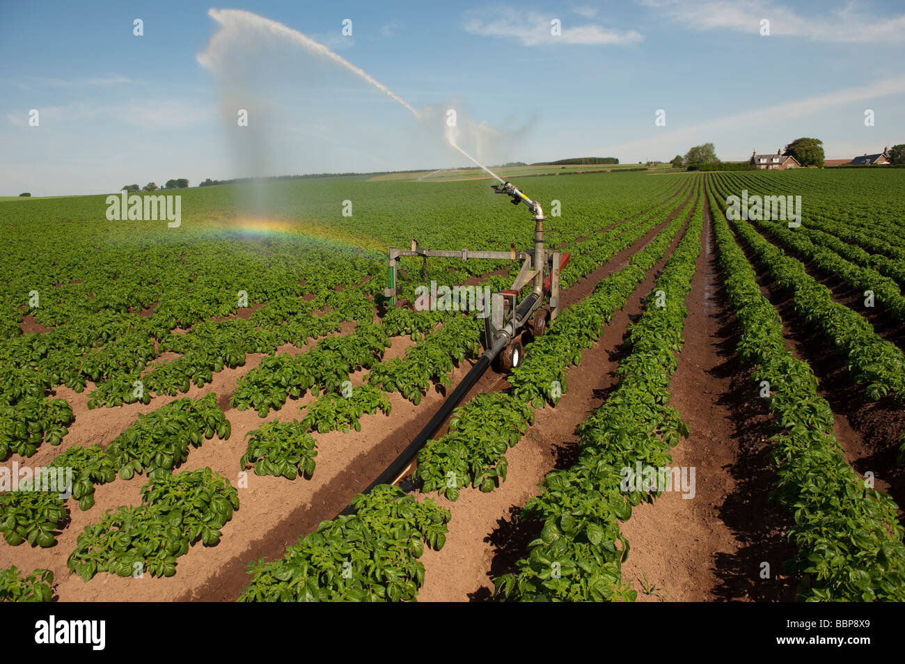 Watering potato crop using irrigation system Kelso Scottish Borders ...