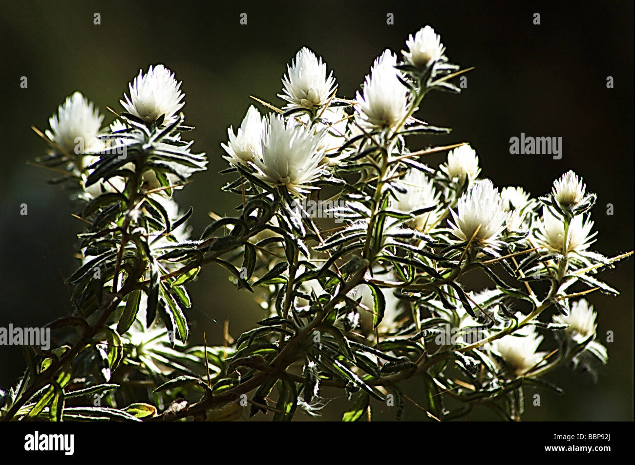 Africa Ethiopia Simien mountains flowering white Paronychia plant ...