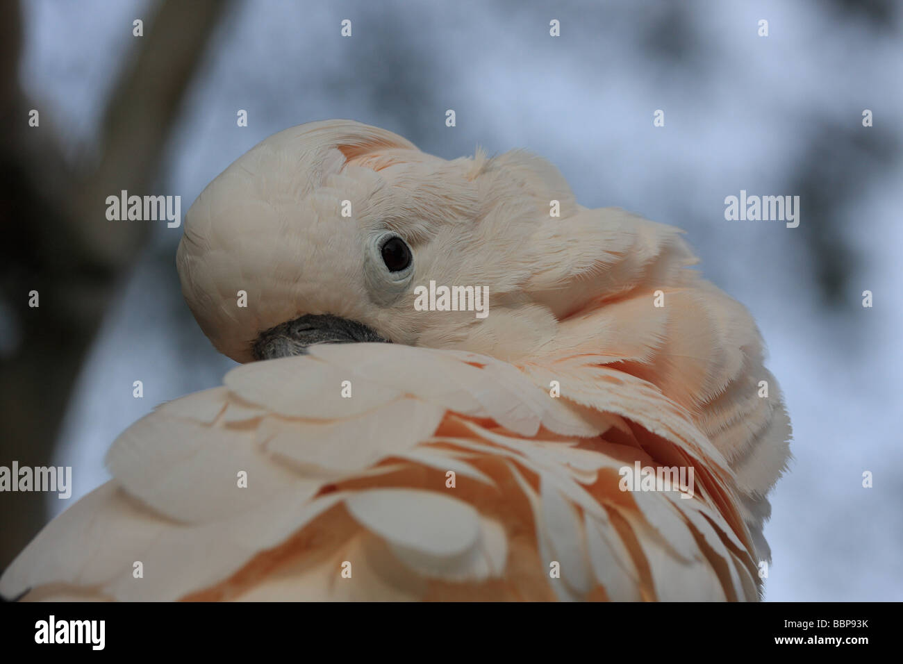 Captive cockatoo hi-res stock photography and images - Alamy