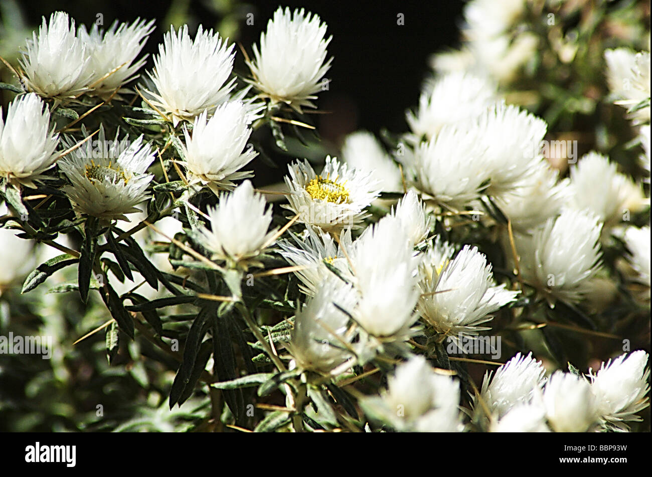 Africa Ethiopia Simien mountains flowering white Paronychia plant ...
