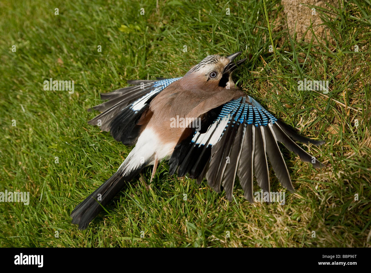 Glandarios hi-res stock photography and images - Alamy