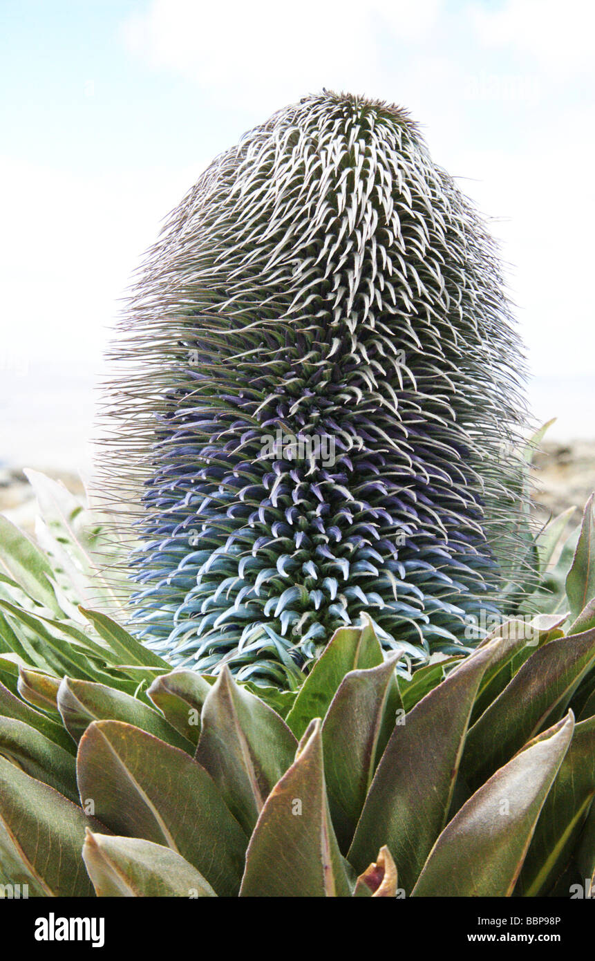 Africa Ethiopia Oromia Region Bale Mountains flowering giant lobelia ...