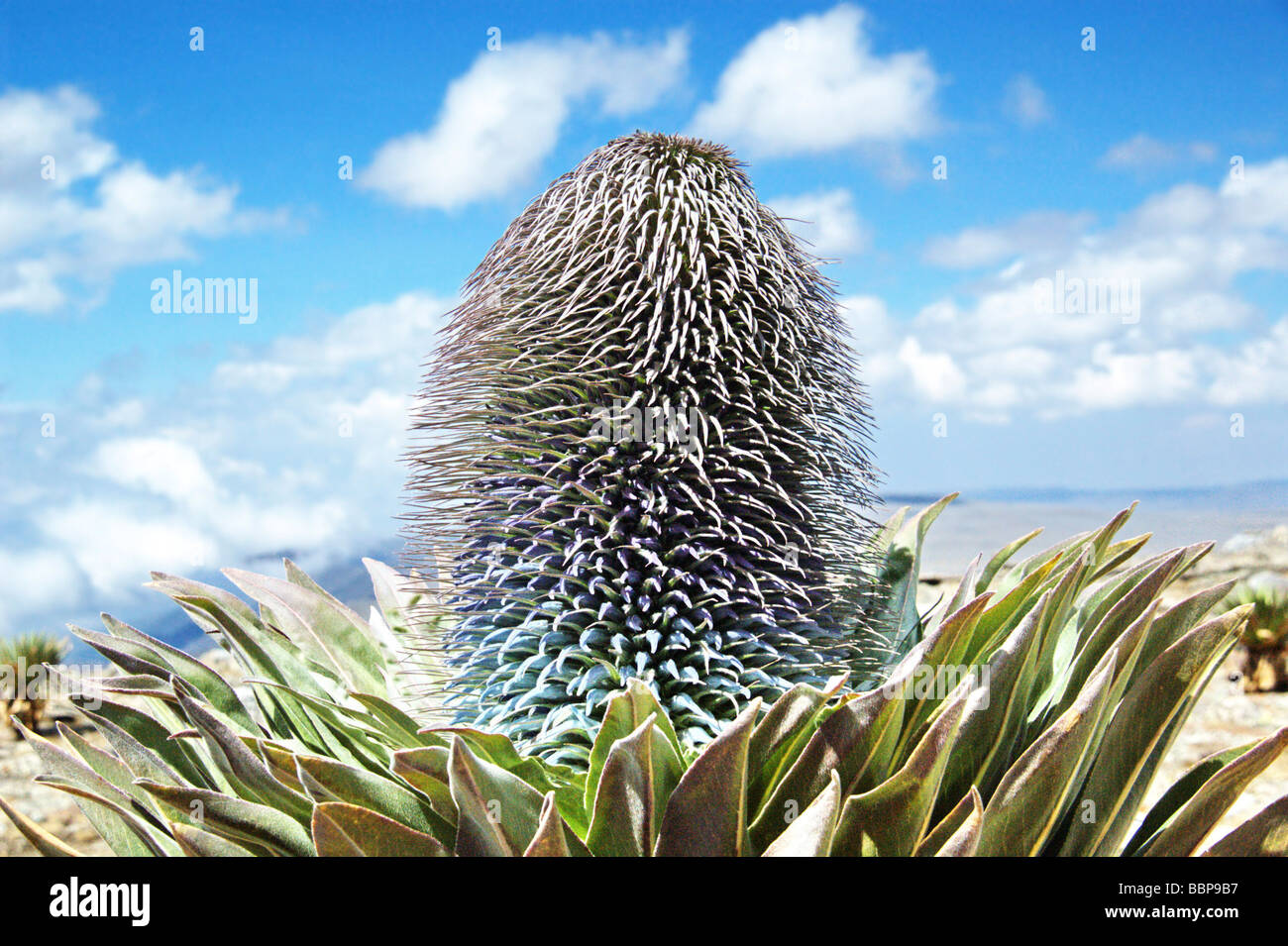 Africa Ethiopia Oromia Region Bale Mountains flowering giant lobelia ...