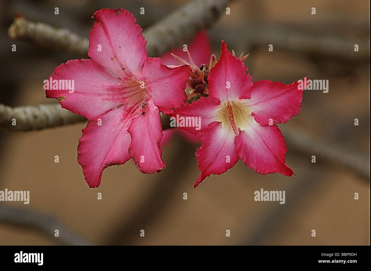Africa Ethiopia Oromia Region Bale Mountains Flowering Desert Rose ...