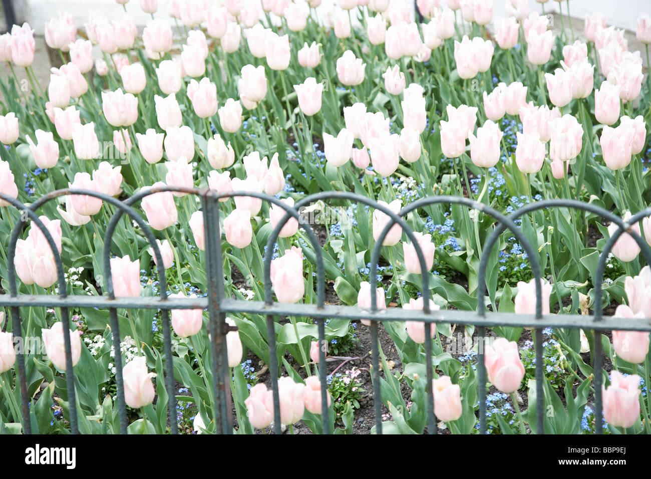 Pink tulip garden, growing resplendently behind a black metal railing ...