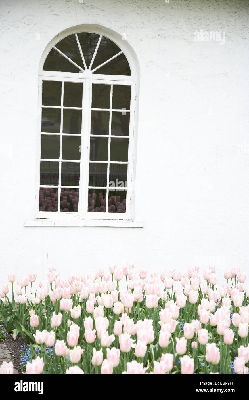 White tulip garden exterior hi-res stock photography and images - Alamy