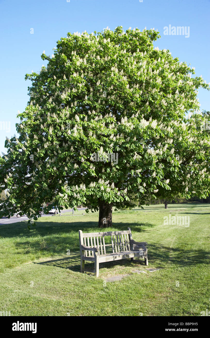 Bench under a tree in a park Stock Photo - Alamy