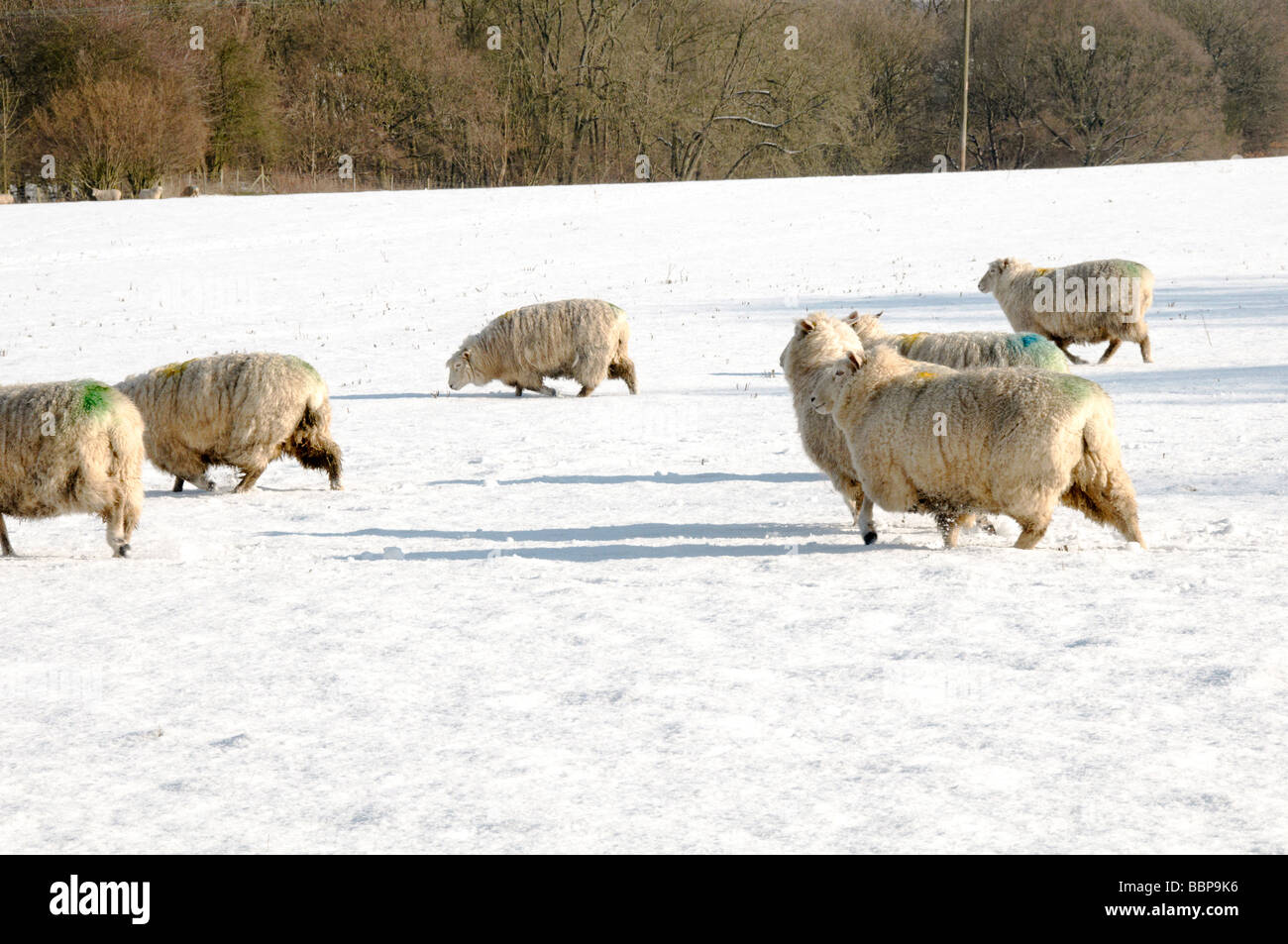 A flock of sheep Stock Photo - Alamy