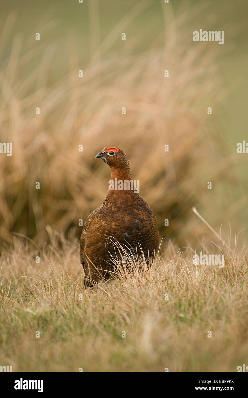 Female Red Grouse Stock Photo - Alamy