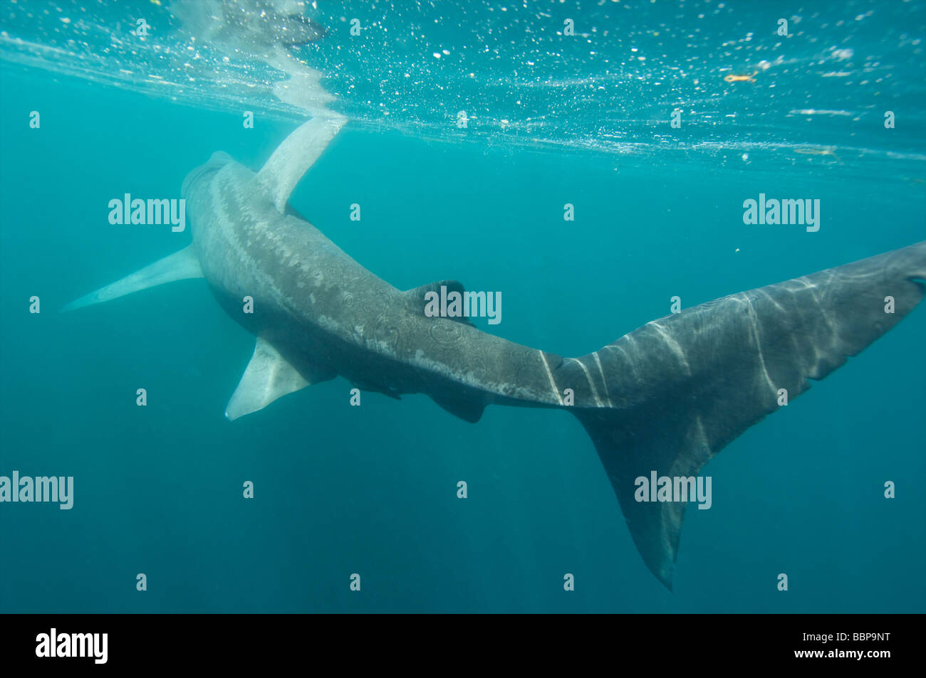 Basking shark feeding of the Cornish Coastline Cornwall UK Stock Photo ...