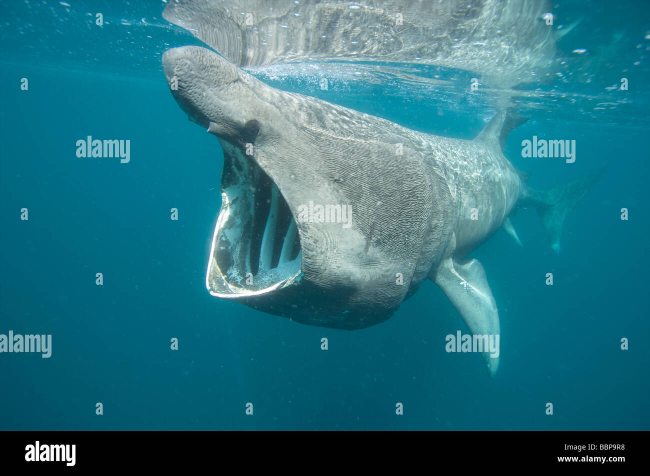 Basking shark gill rakers hi-res stock photography and images - Alamy