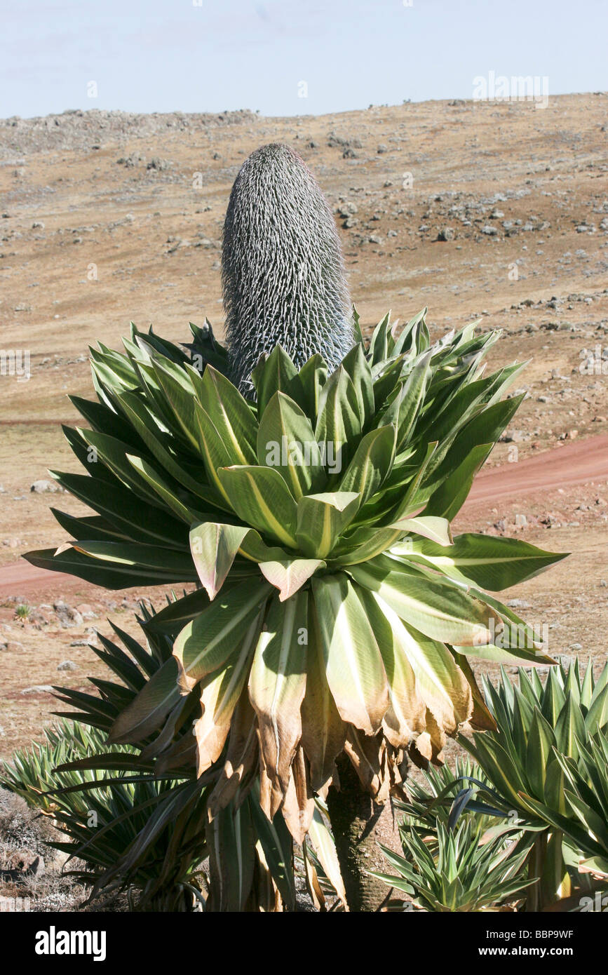 Giant lobelia lobelia deckenii hi-res stock photography and images - Alamy